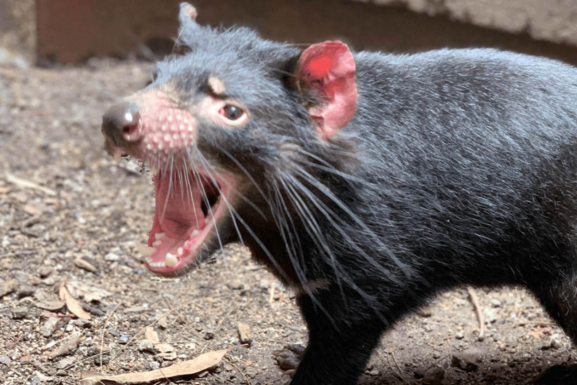 Dangerous & Deadly at WILD LIFE Sydney Zoo | Darling Harbour