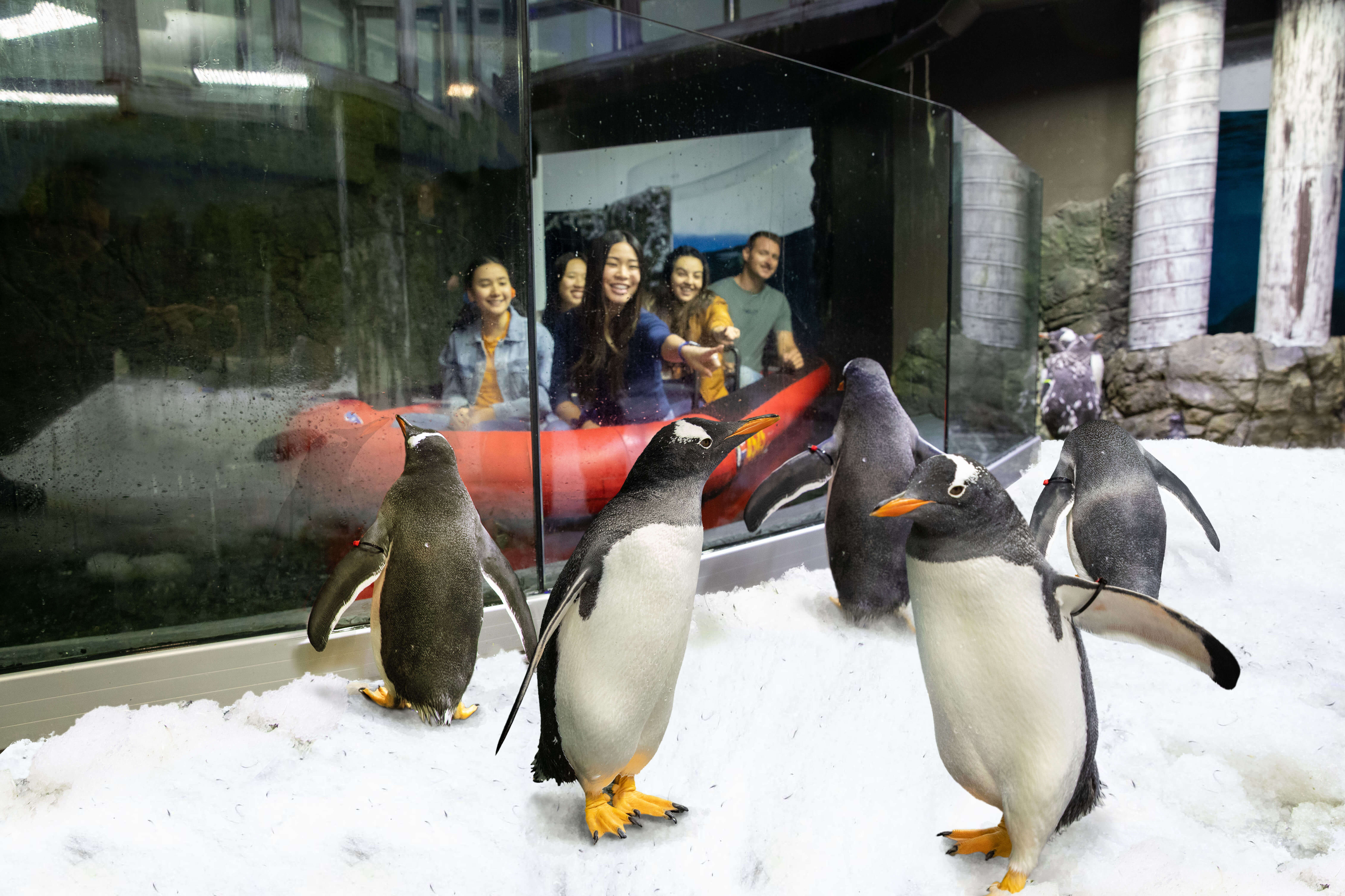Penguin Expedition Boat Ride | Darling Harbour