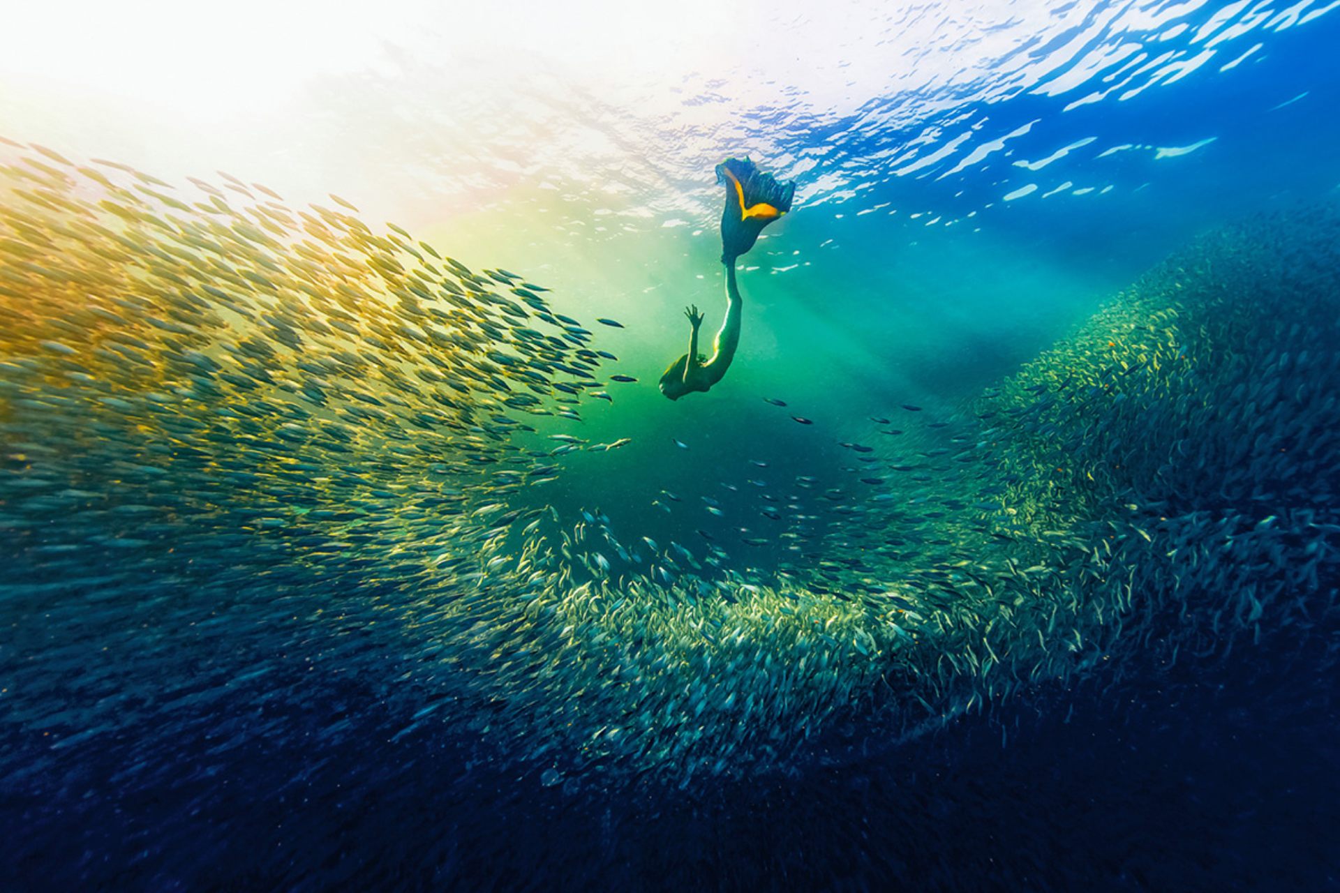 Ocean Photographer of the Year | Darling Harbour