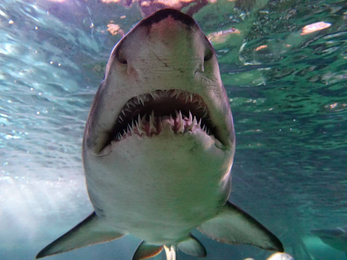 Discover Teeth & Tails at SEA LIFE Sydney Aquarium | Darling Harbour
